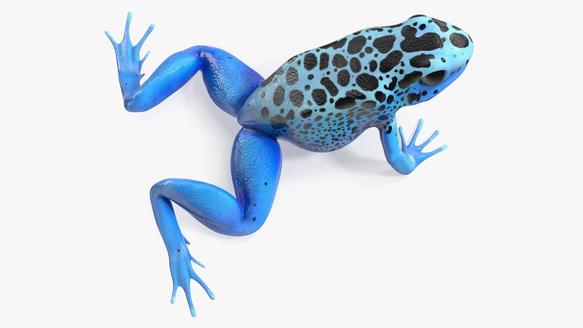 3D Poison Dart Frog Blue Crawling Pose - TurboSquid 2185970