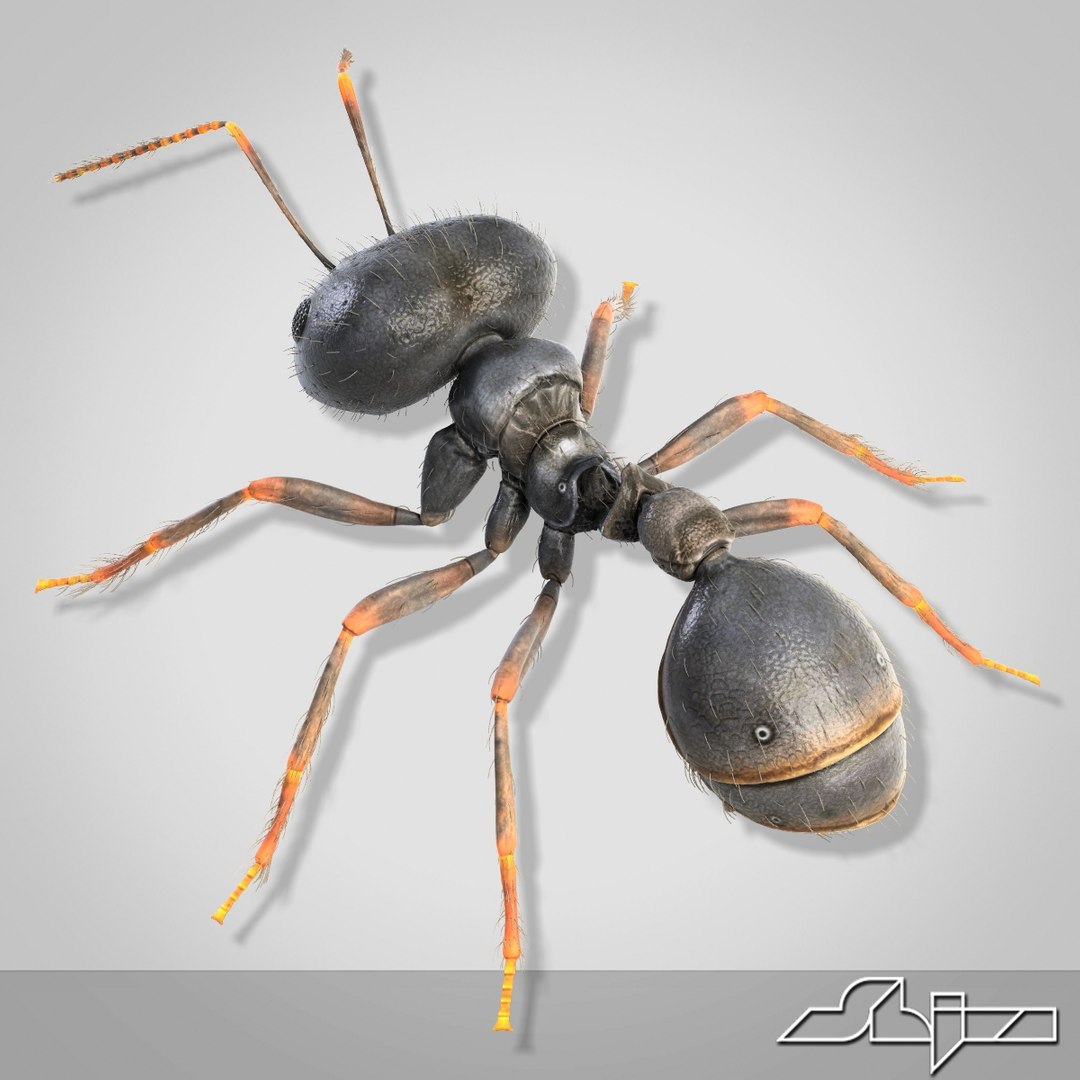 2 Ant 3d Max