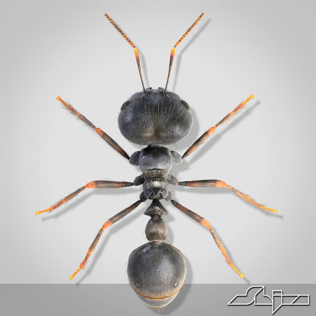 2 Ant 3d Max
