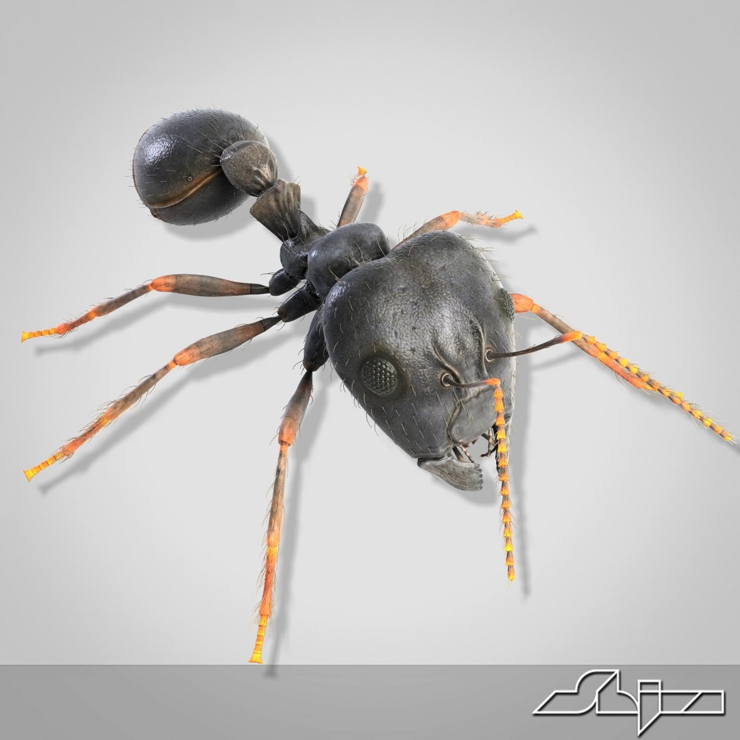 2 Ant 3d Max