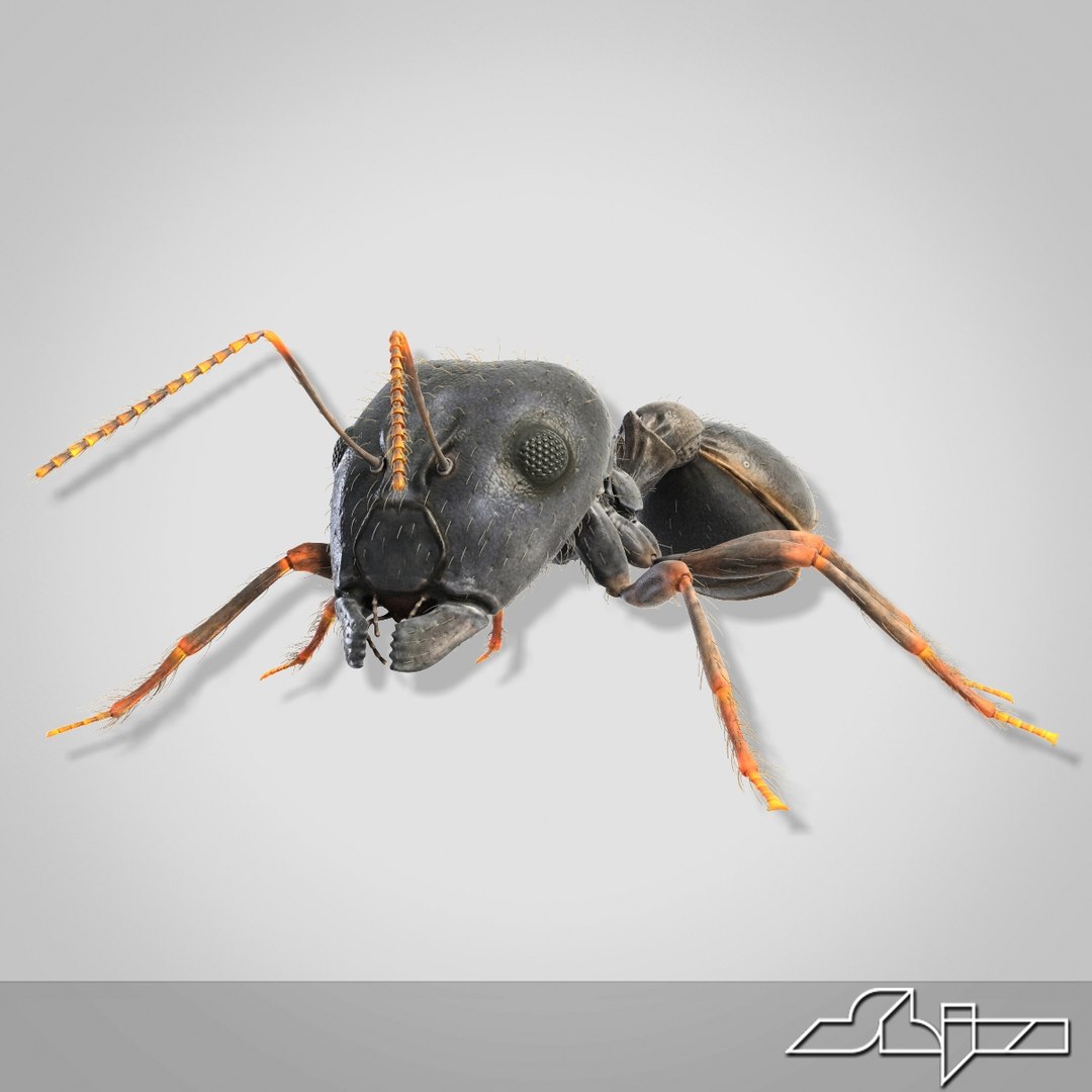 2 Ant 3d Max