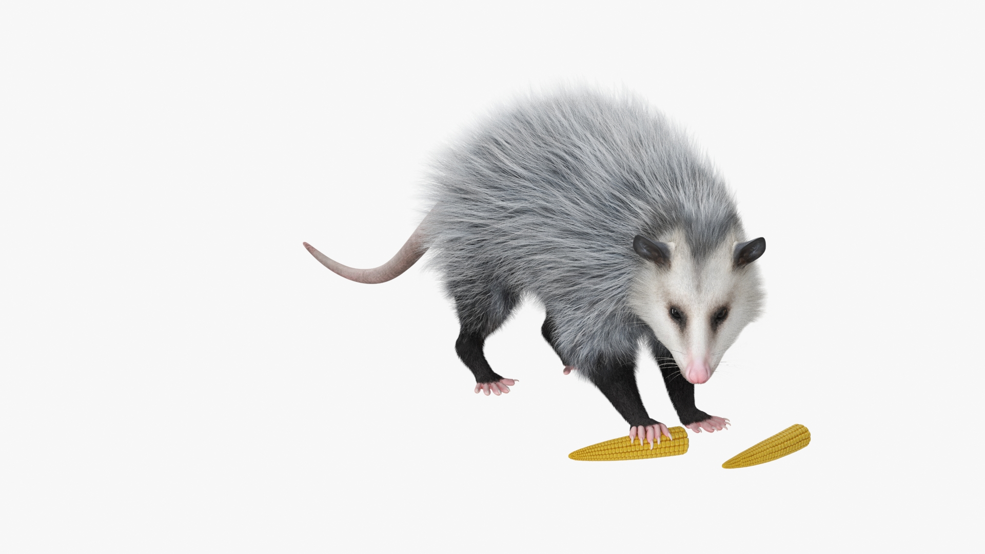 Angry Opossum With Corn Fur Model - TurboSquid 2402877