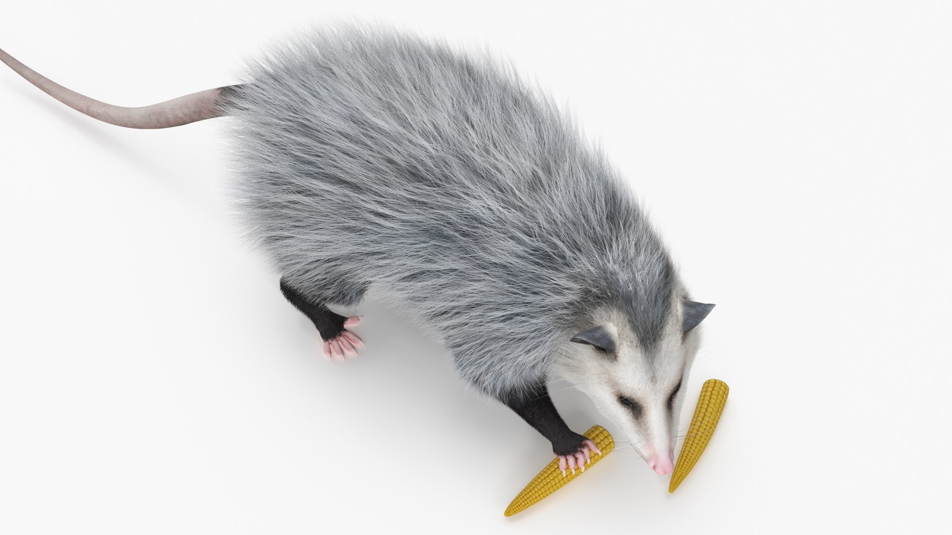 Angry Opossum With Corn Fur Model - TurboSquid 2402877
