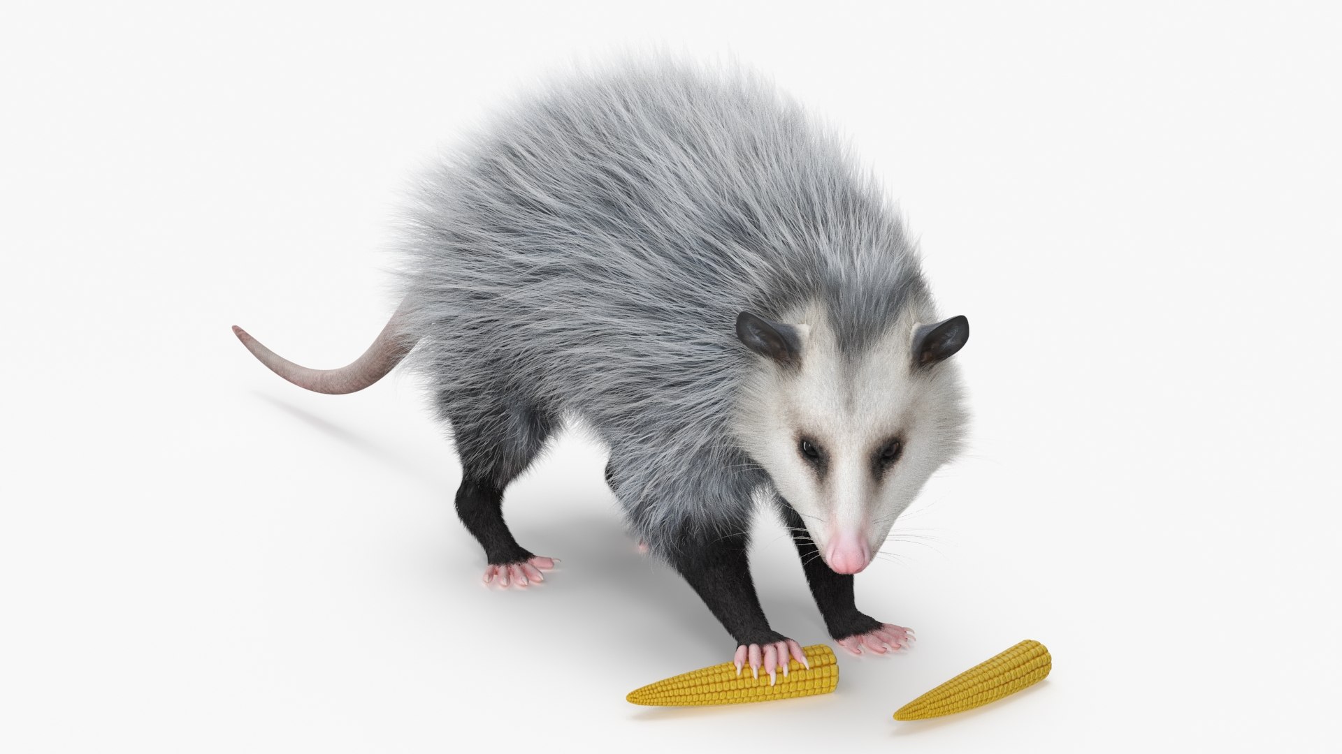 Angry Opossum With Corn Fur Model - TurboSquid 2402877