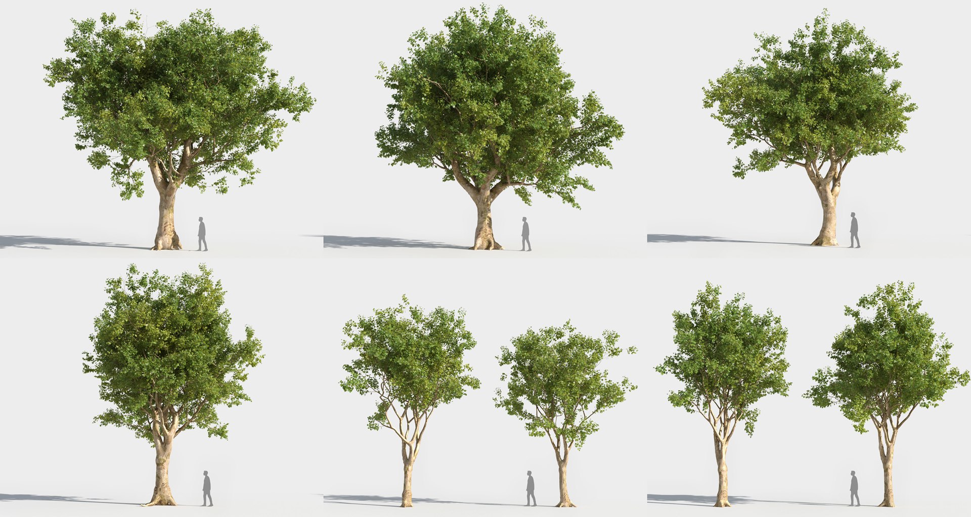 3D Trees Pack Growfx Model - TurboSquid 1445074