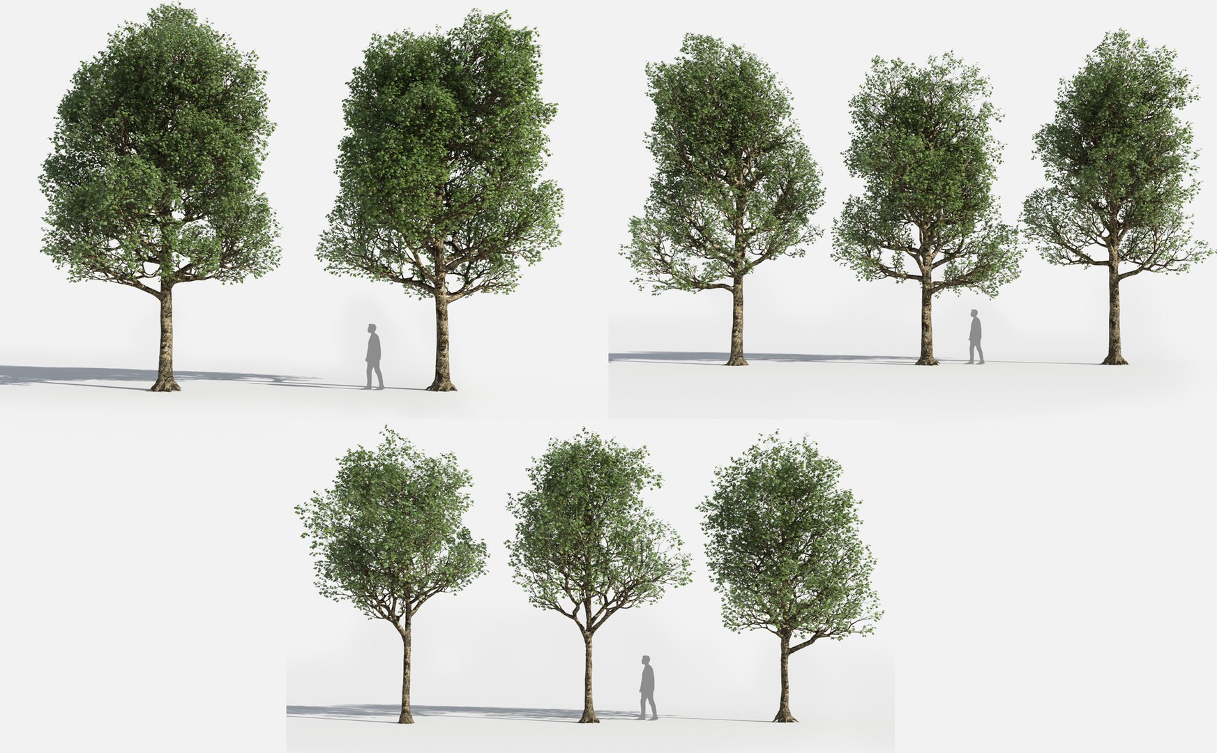 3D Trees Pack Growfx Model - TurboSquid 1445074
