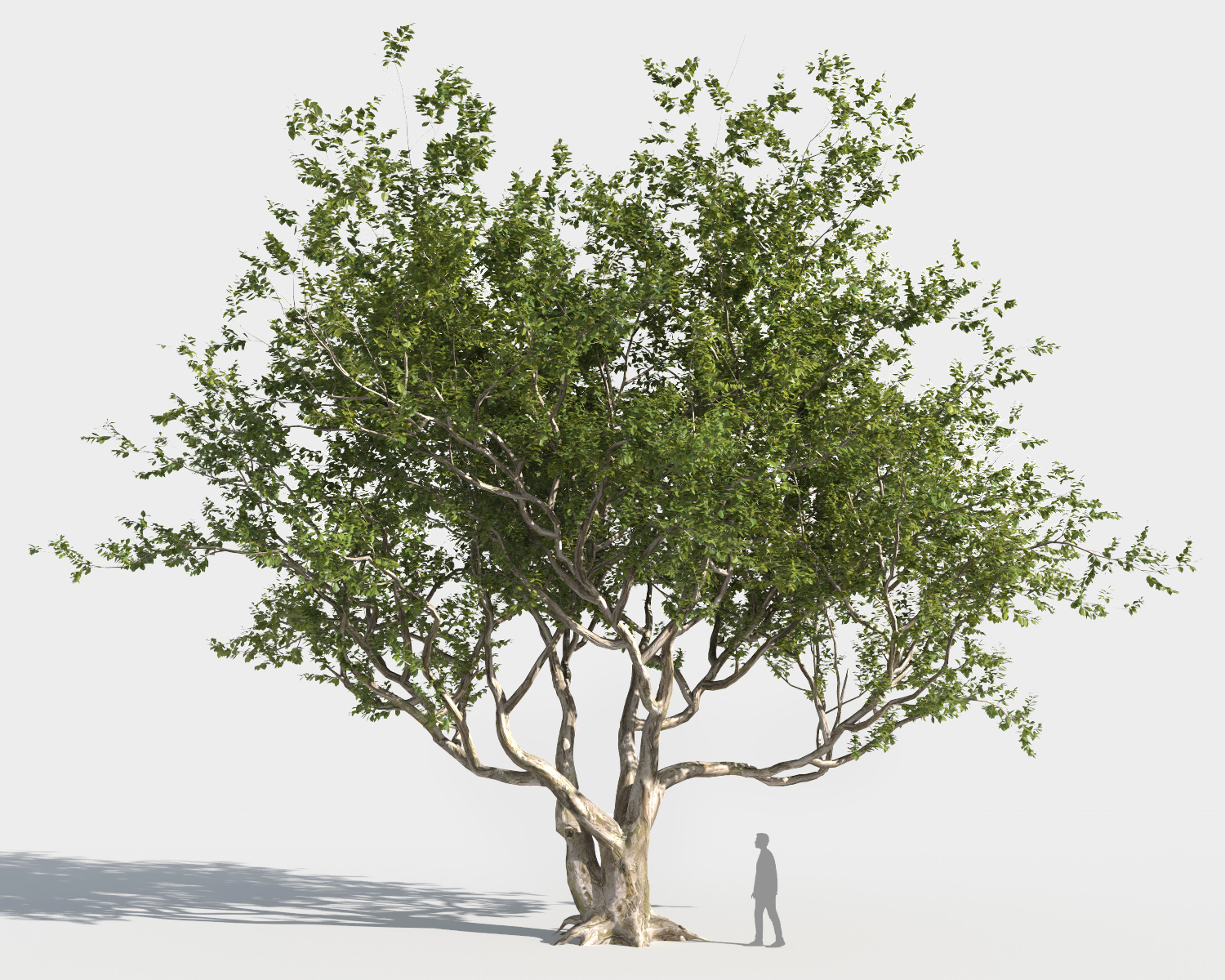 3D trees pack growfx model - TurboSquid 1445074