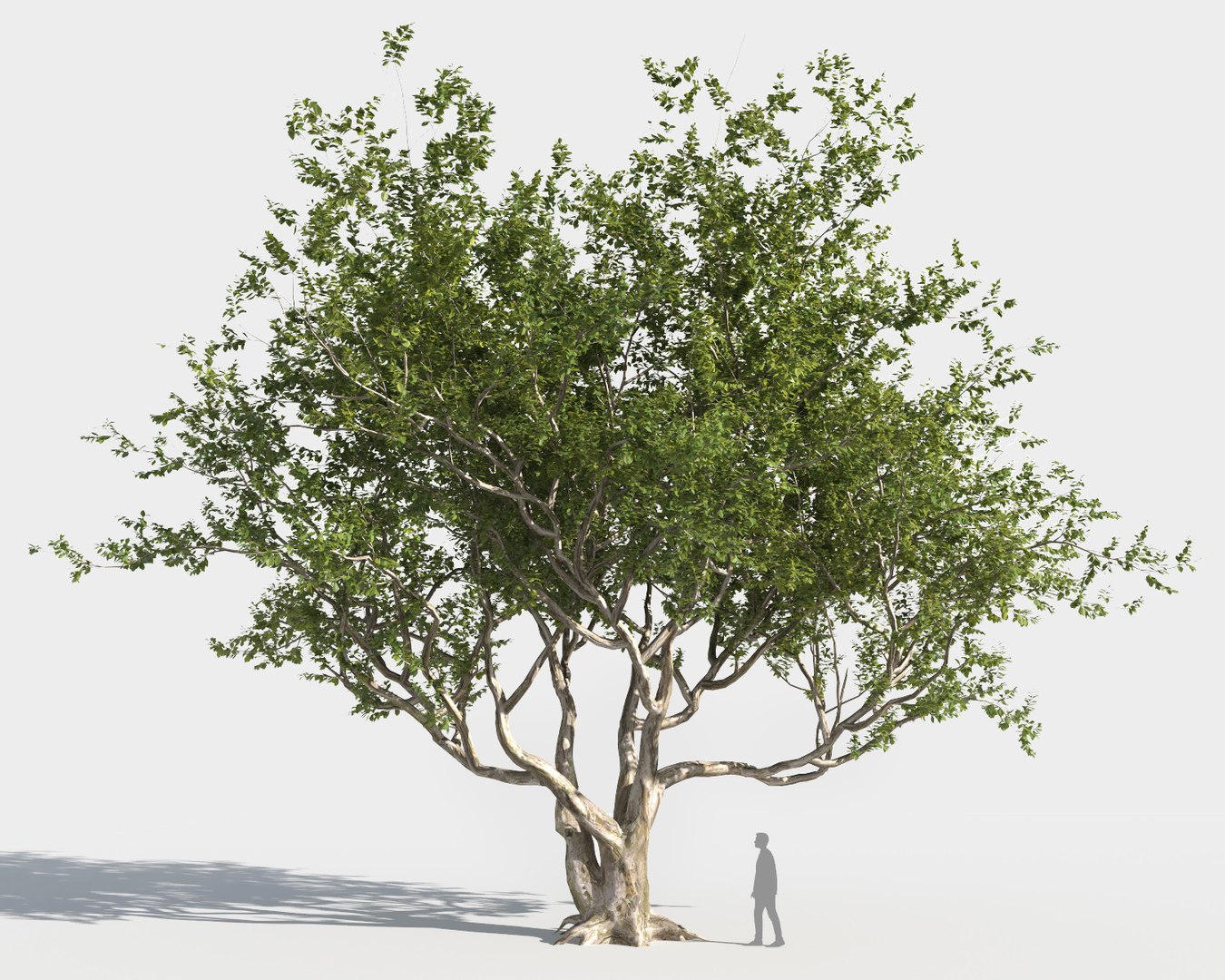 3D Trees Pack Growfx Model - TurboSquid 1445074