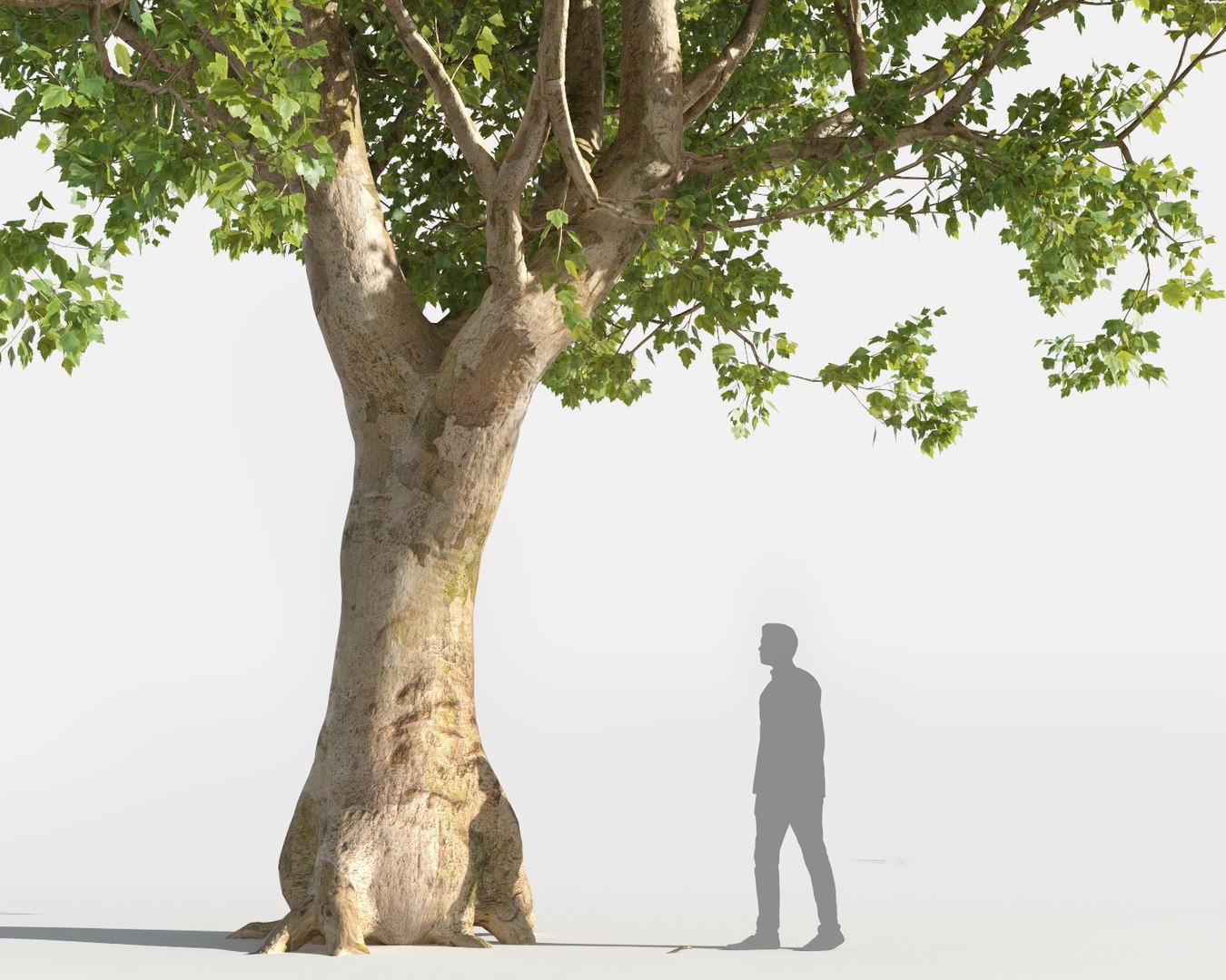 3D trees pack growfx model - TurboSquid 1445074