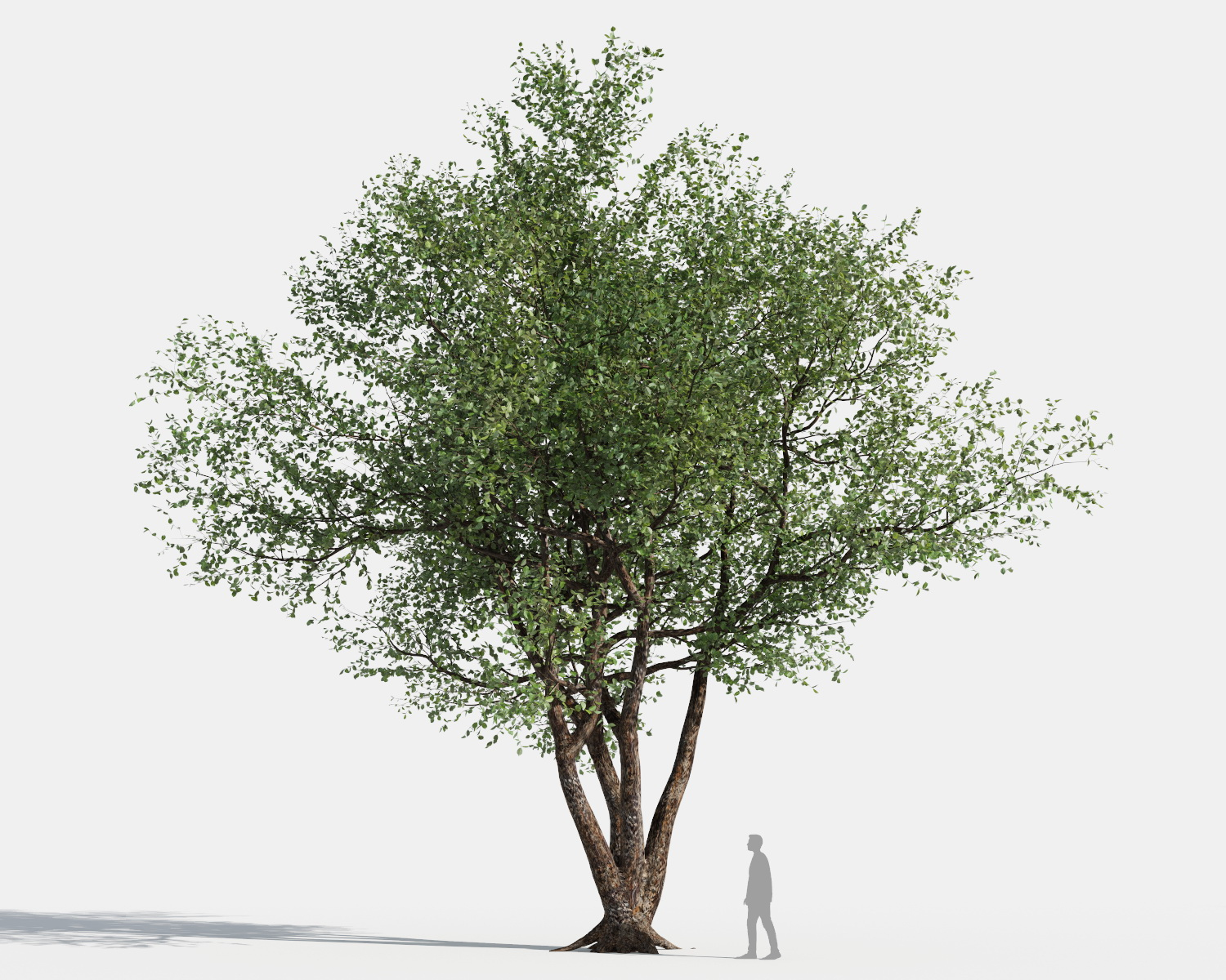 3D trees pack growfx model - TurboSquid 1445074