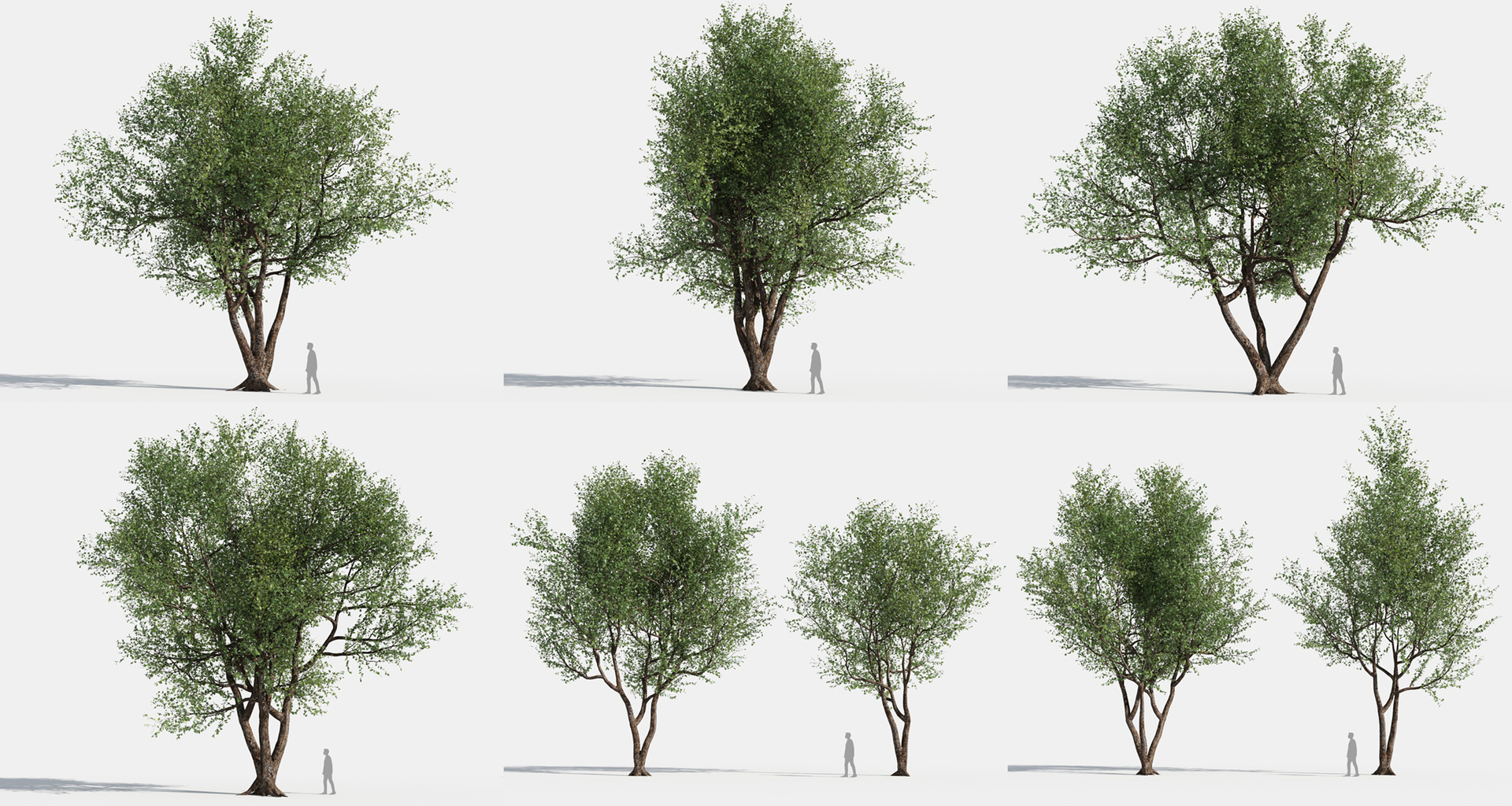 3D trees pack growfx model - TurboSquid 1445074