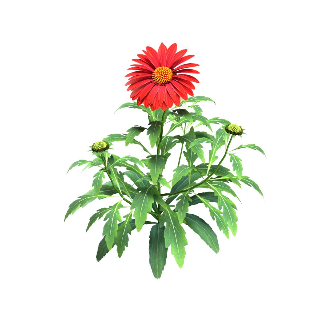 3D Gaillardia X Grandiflora Arizona Red Shades 3d Model Model ...