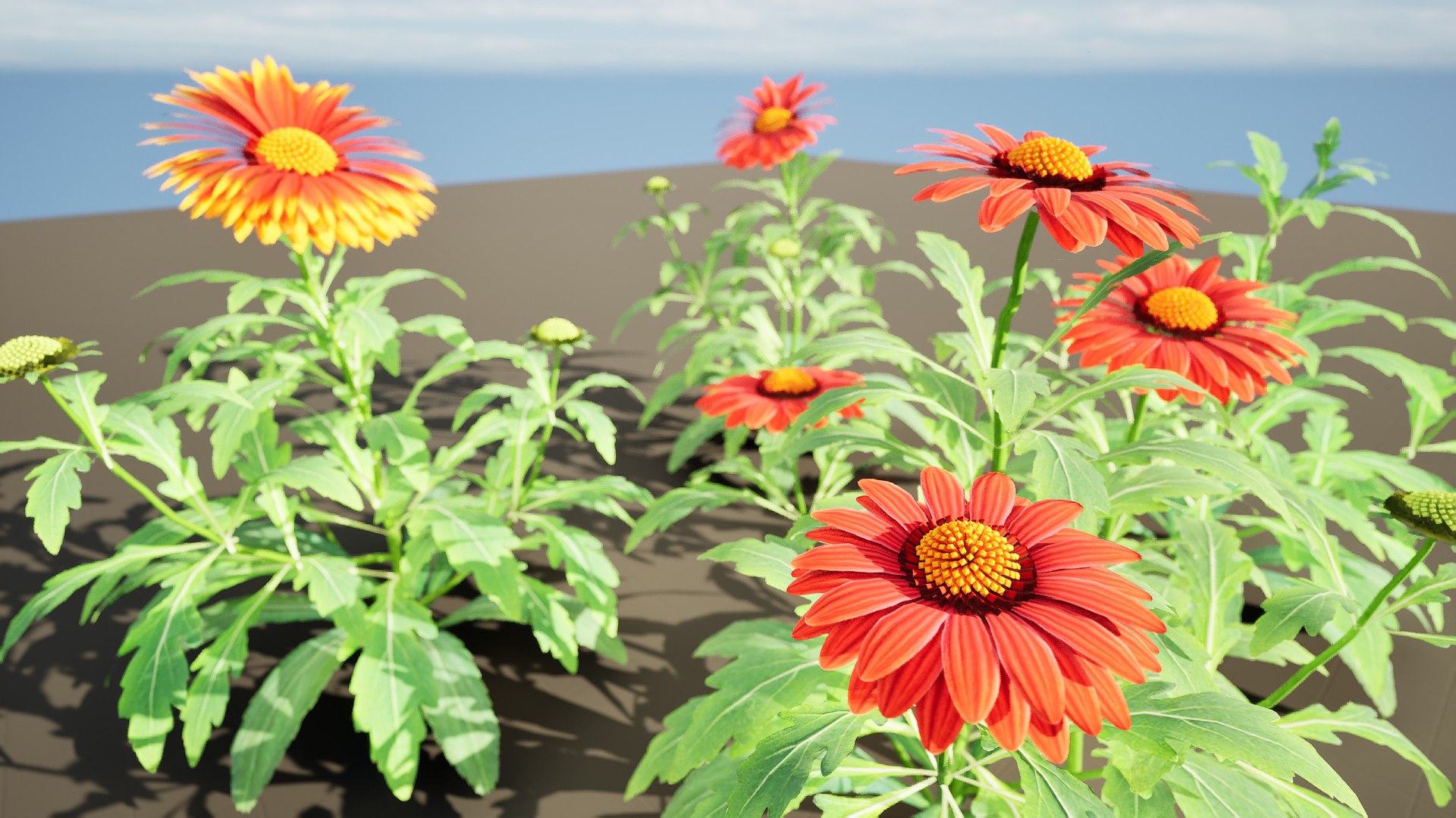 3D Gaillardia X Grandiflora Arizona Red Shades 3d Model Model ...