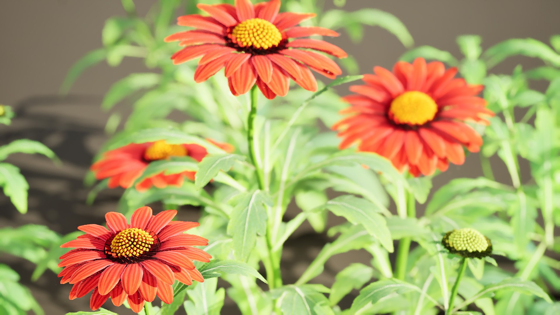 3D Gaillardia X Grandiflora Arizona Red Shades 3d Model Model ...