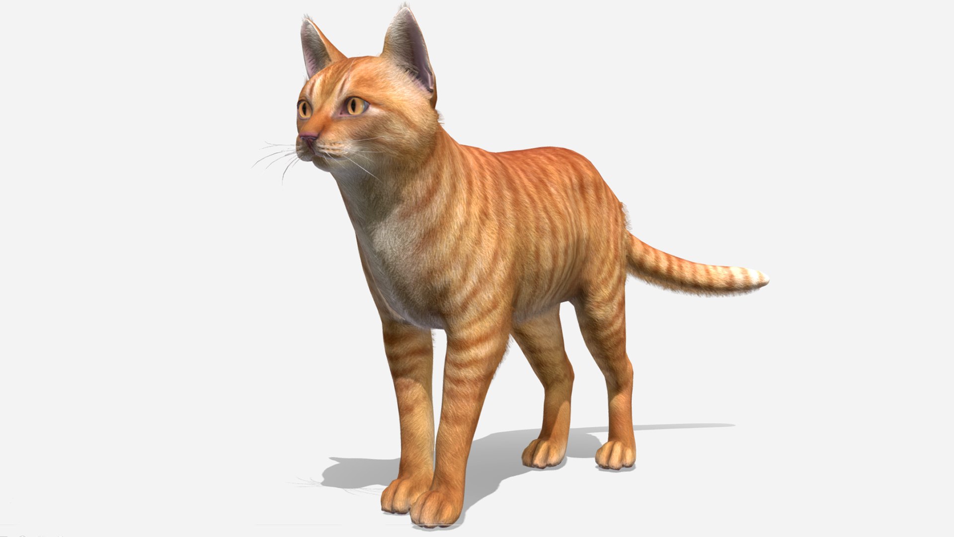 3D Cats Family Model - TurboSquid 2097227