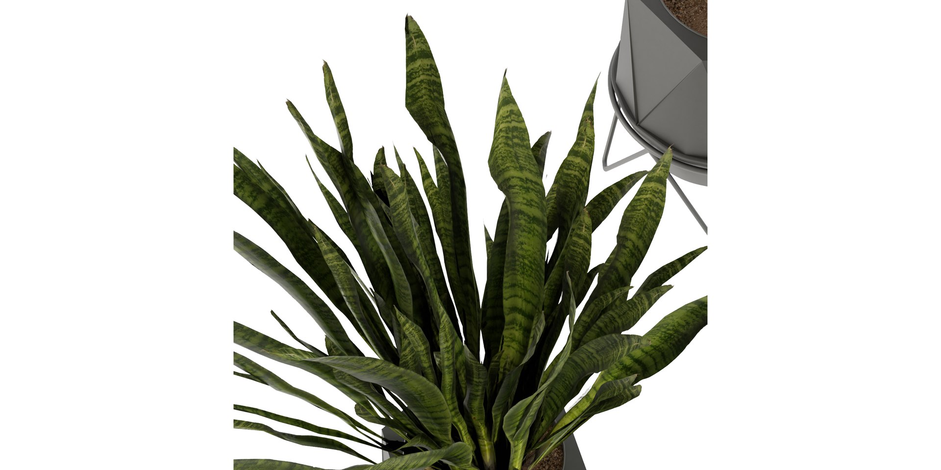 3D Collection plant vol 229 - blender model - TurboSquid 2087057