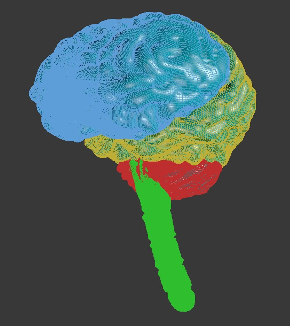 3d model brain res