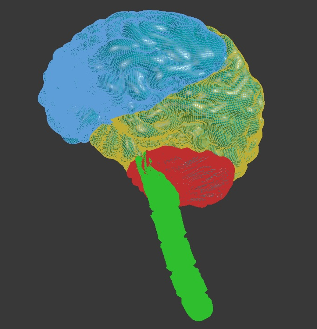 3d model brain res