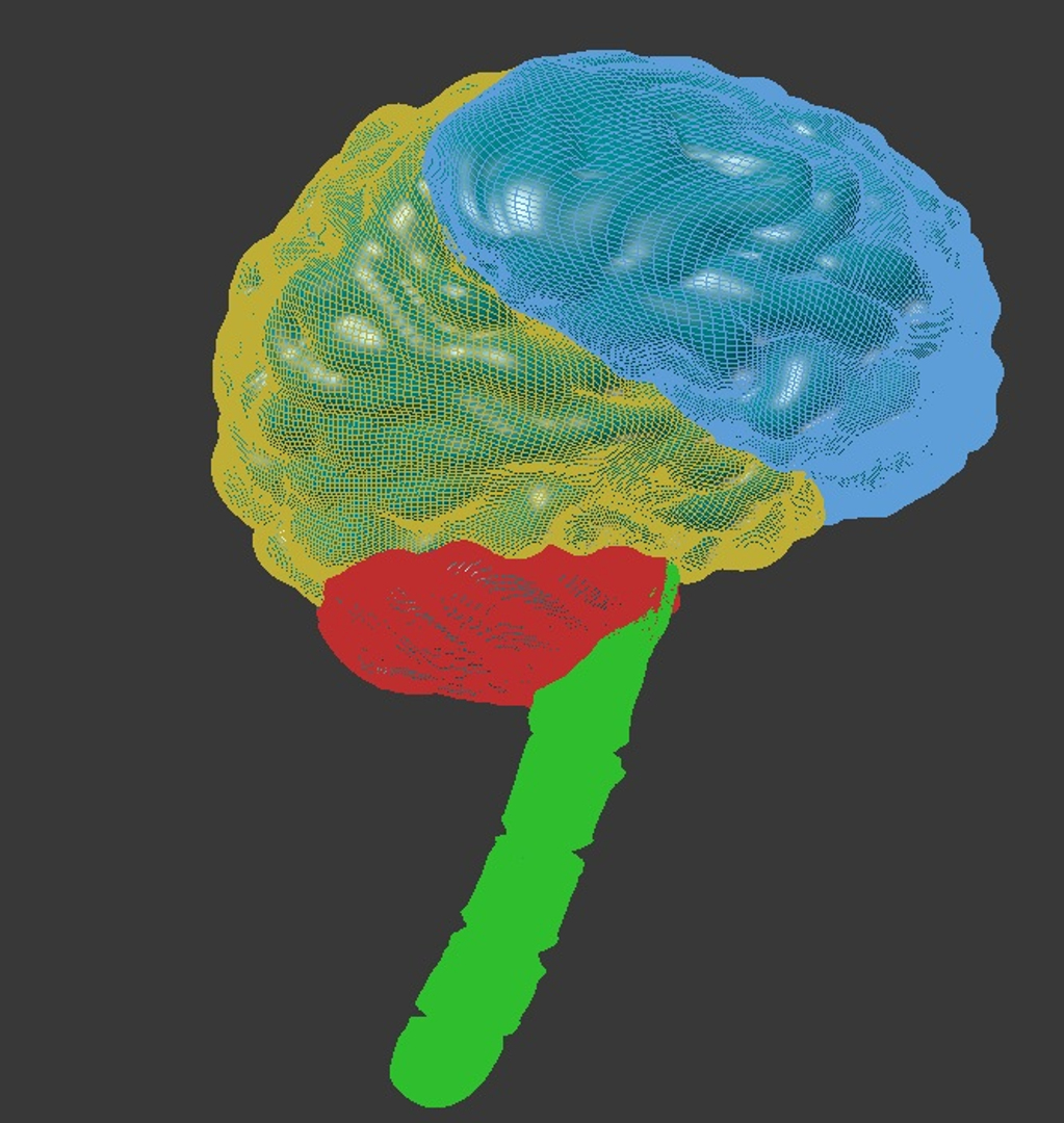 3d model brain res