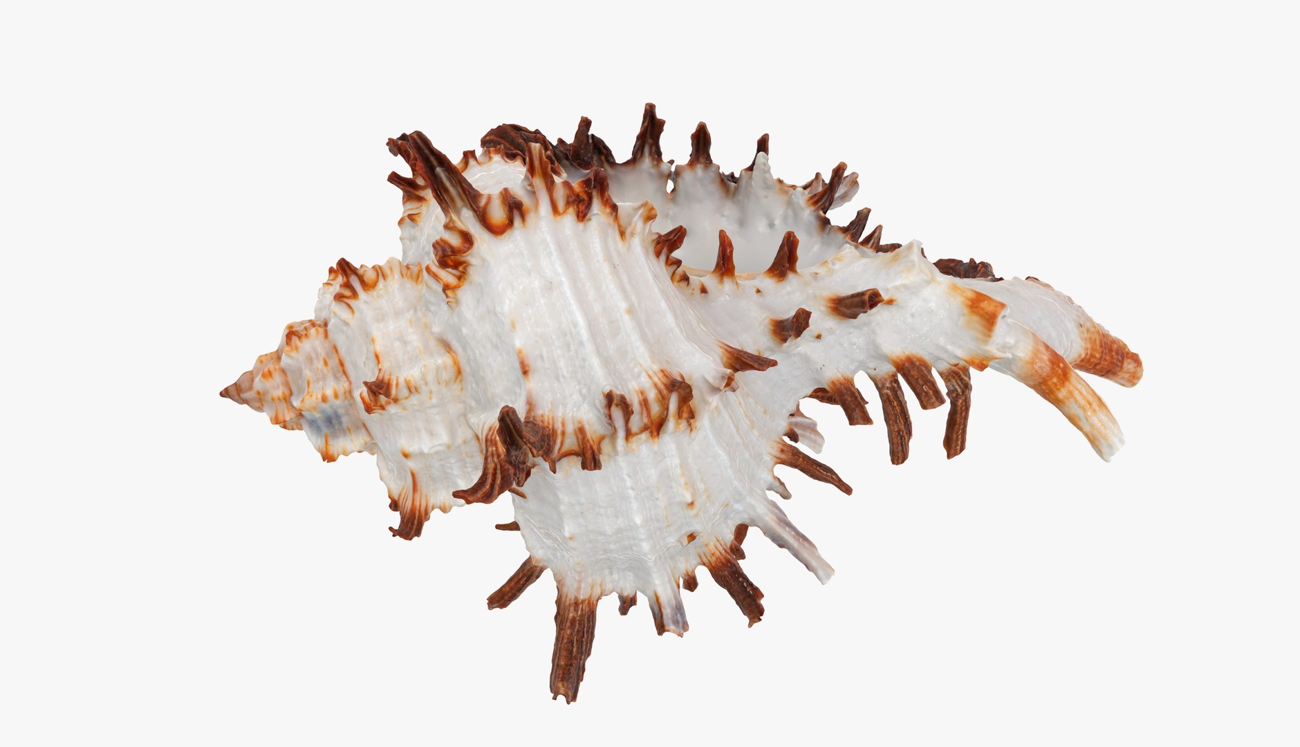 Chicoreus Chicoreum Murex Endivia Sea Shell 3D - TurboSquid 2082222