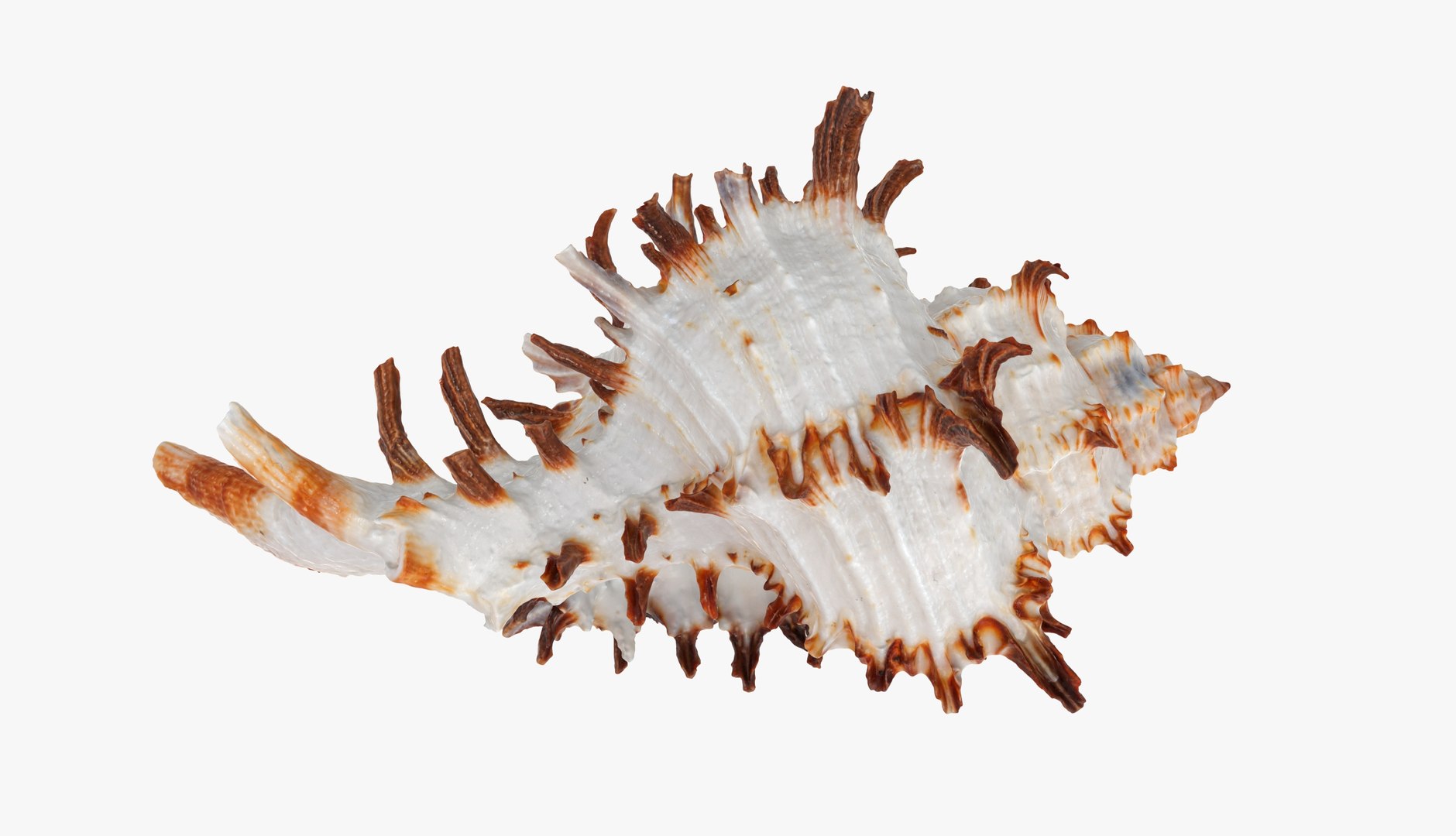 Chicoreus Chicoreum Murex Endivia Sea Shell 3D - TurboSquid 2082222