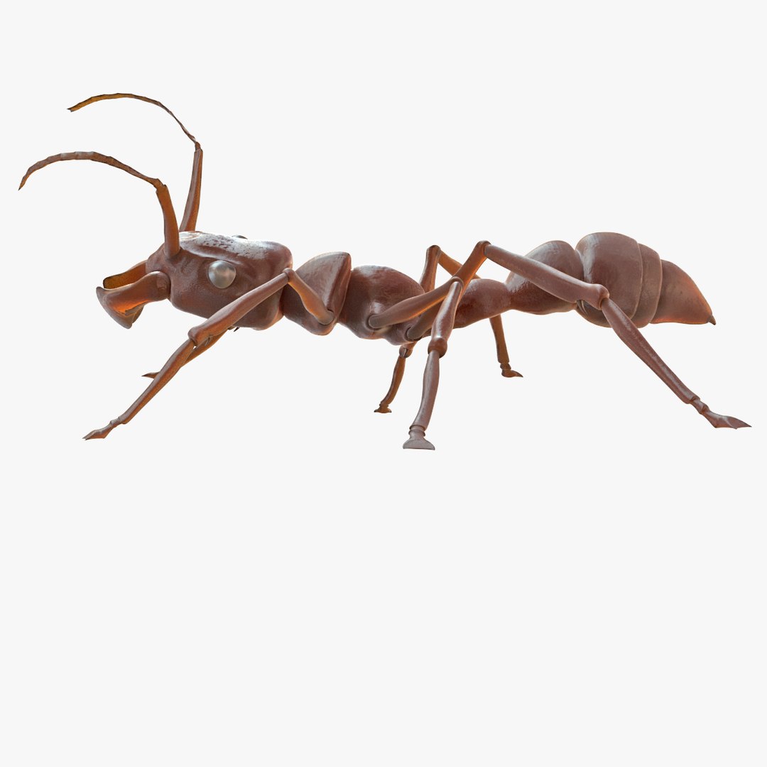 3d model bullet ant rigged