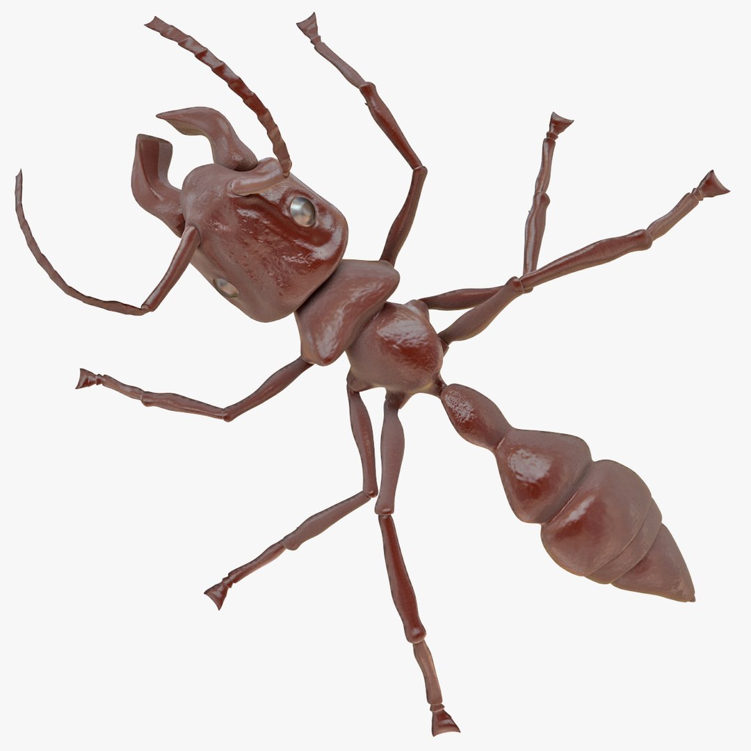 3d model bullet ant rigged