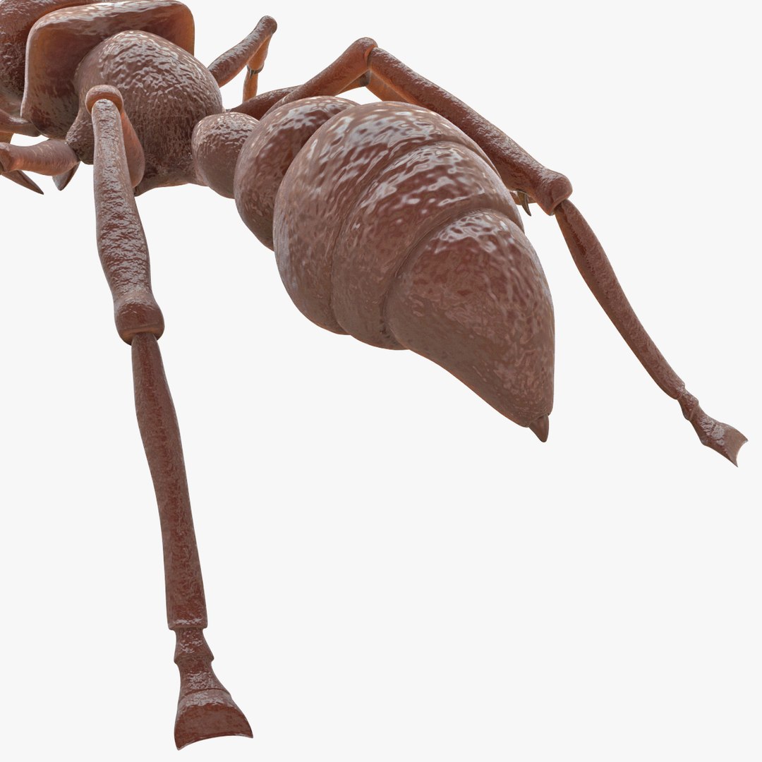 3d model bullet ant rigged