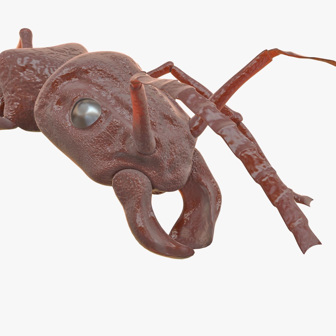 3d model bullet ant rigged