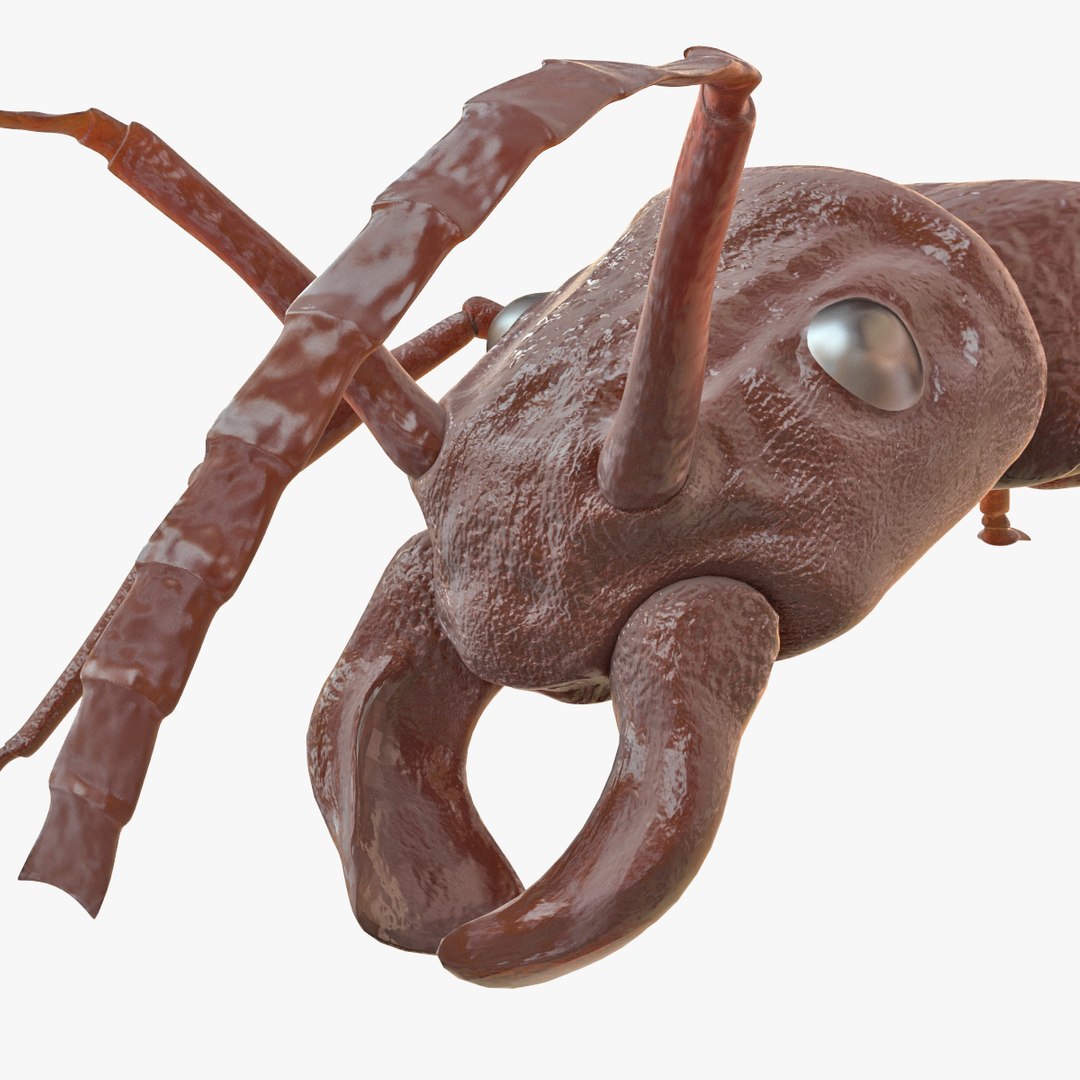 3d model bullet ant rigged