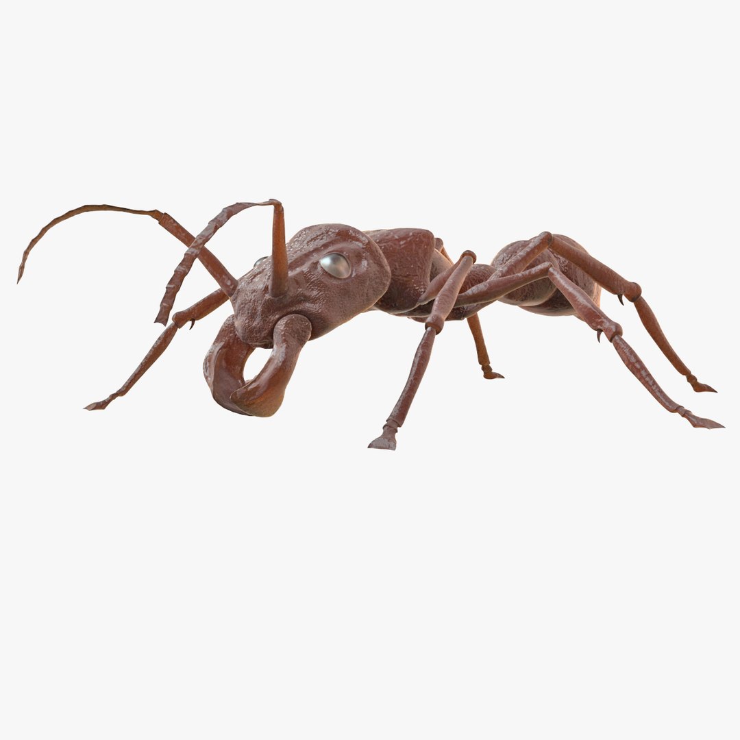 3d Model Bullet Ant Rigged