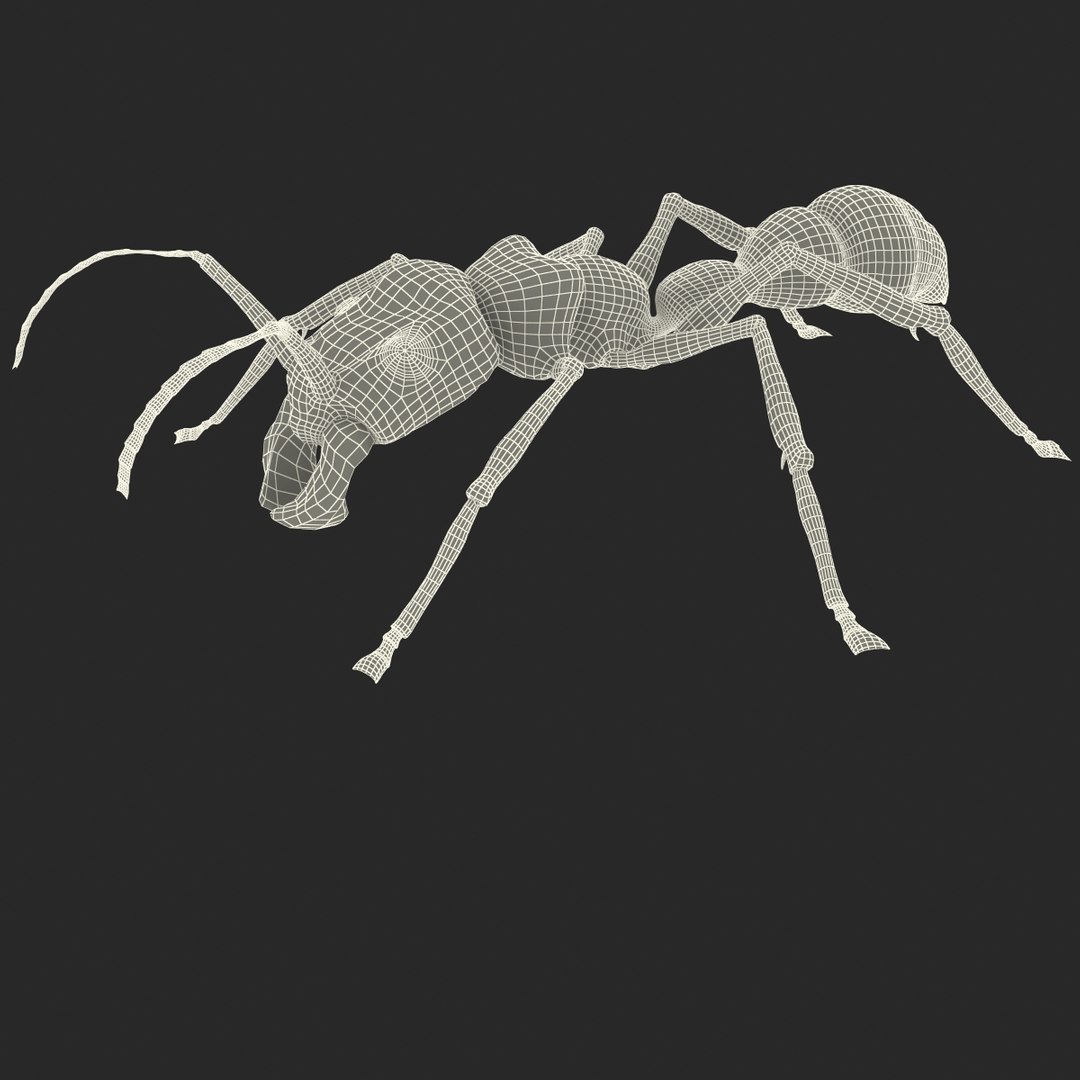 3d model bullet ant rigged