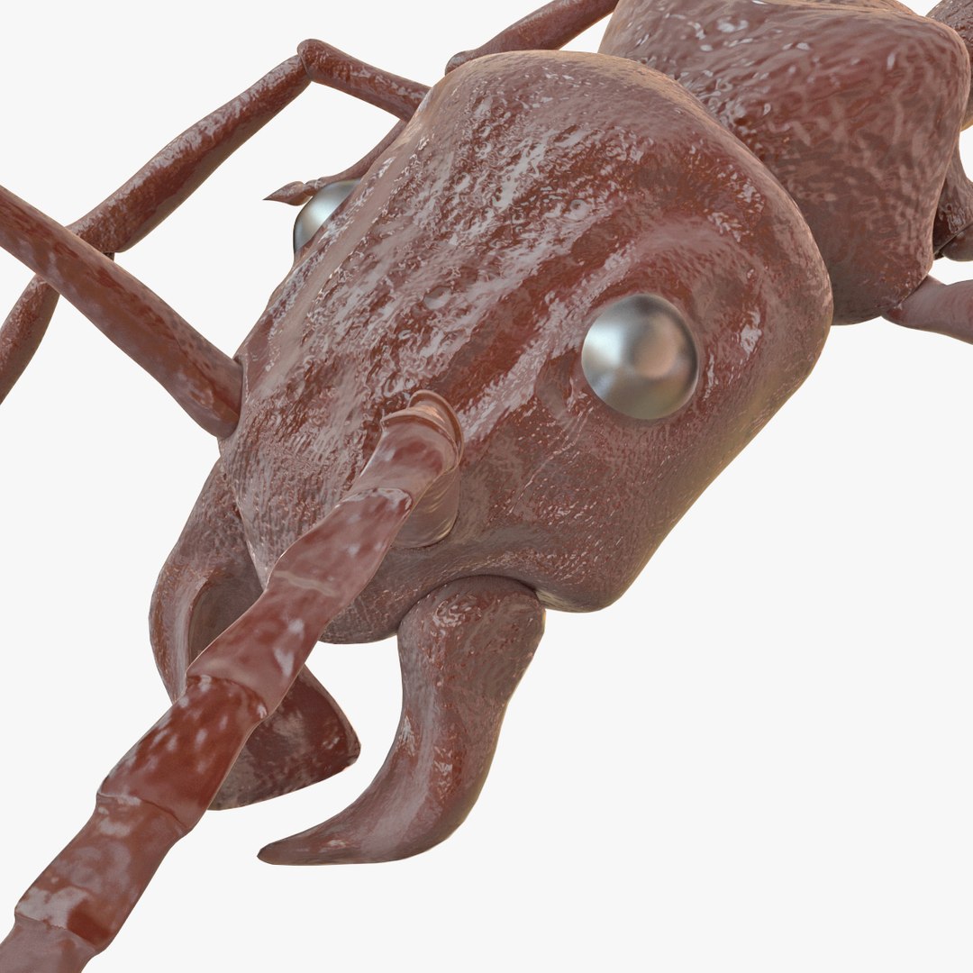 3d model bullet ant rigged