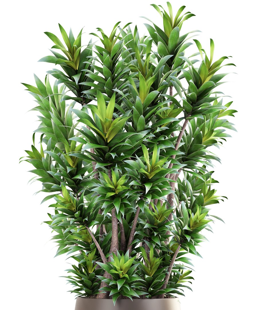 Dracaena Tree 3D - TurboSquid 1269950