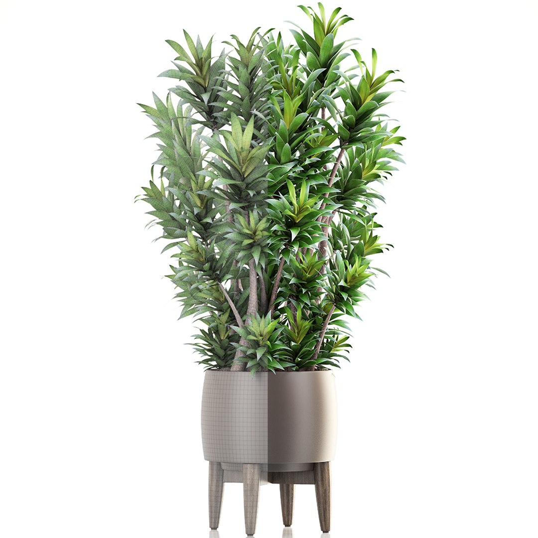 Dracaena Tree 3D - TurboSquid 1269950