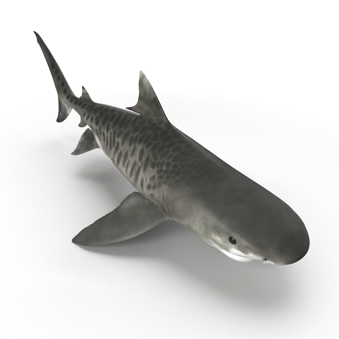 3d tiger shark