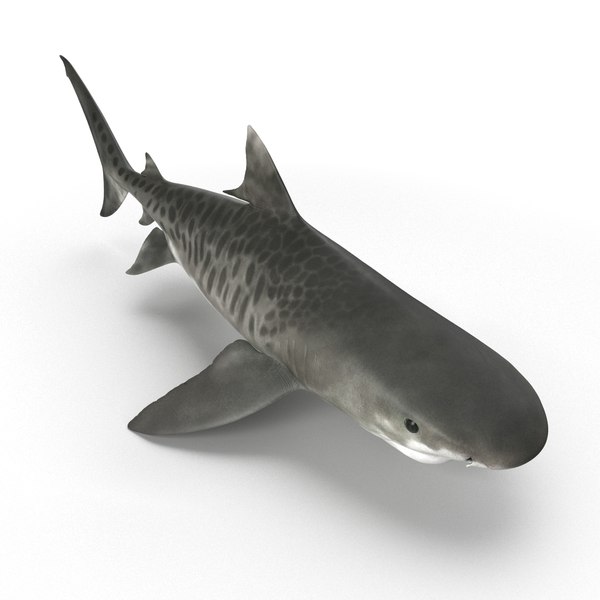 3d tiger shark