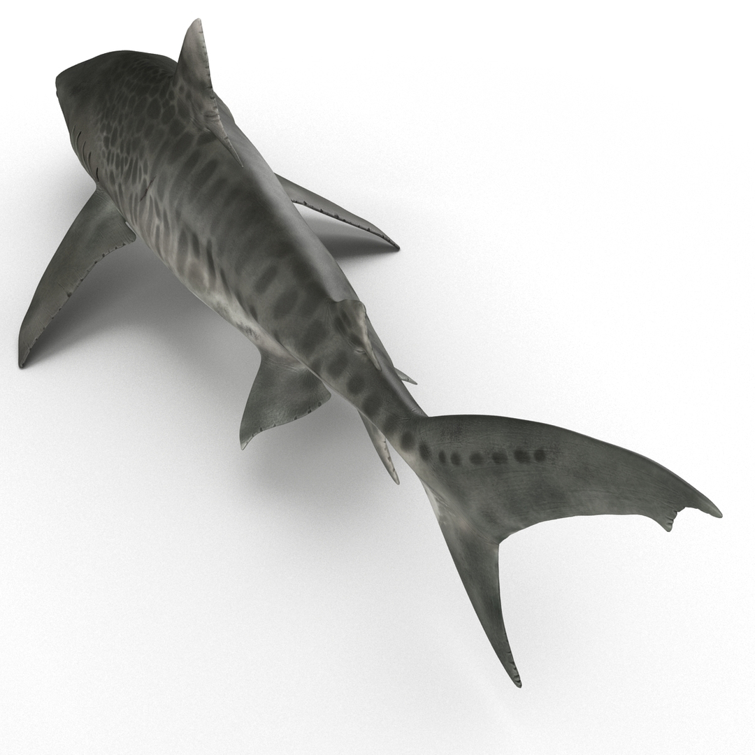 3d tiger shark
