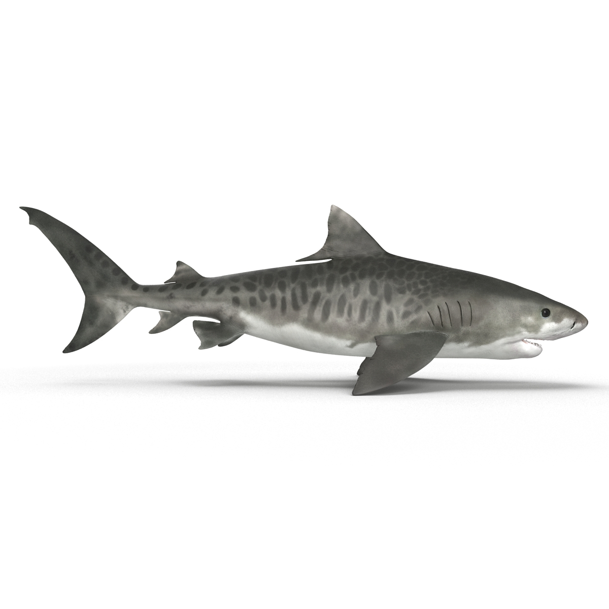 3d tiger shark