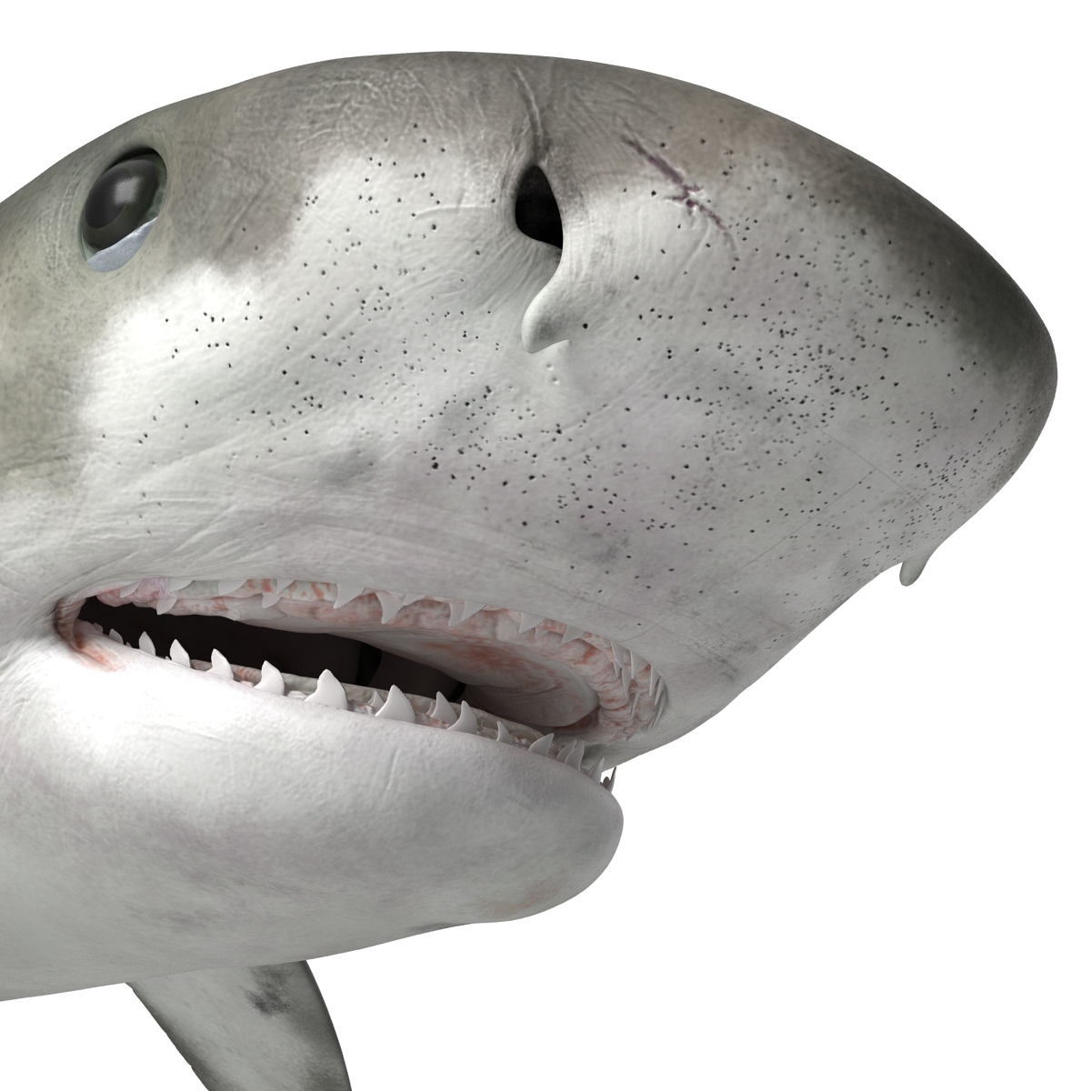 3d tiger shark