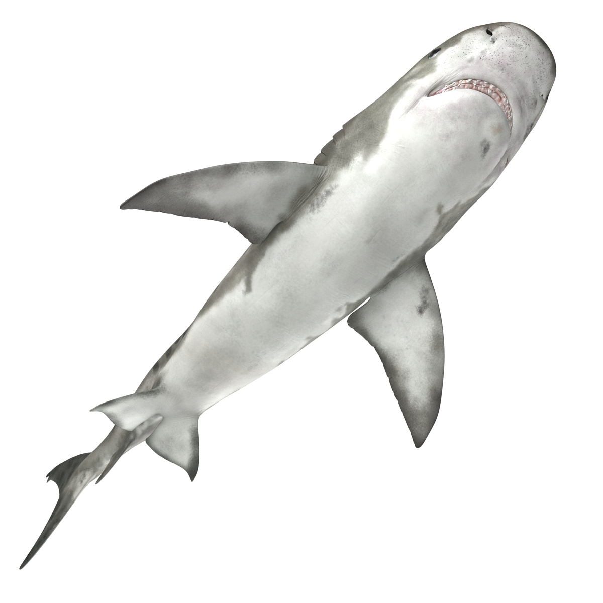3d tiger shark