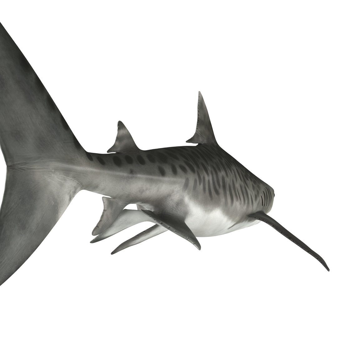 3d tiger shark