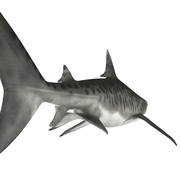 3d tiger shark