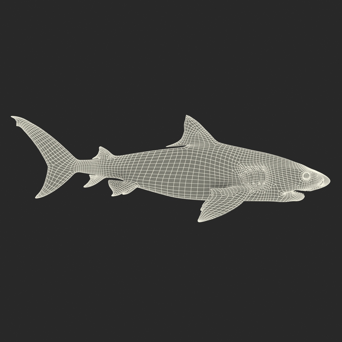 3d tiger shark