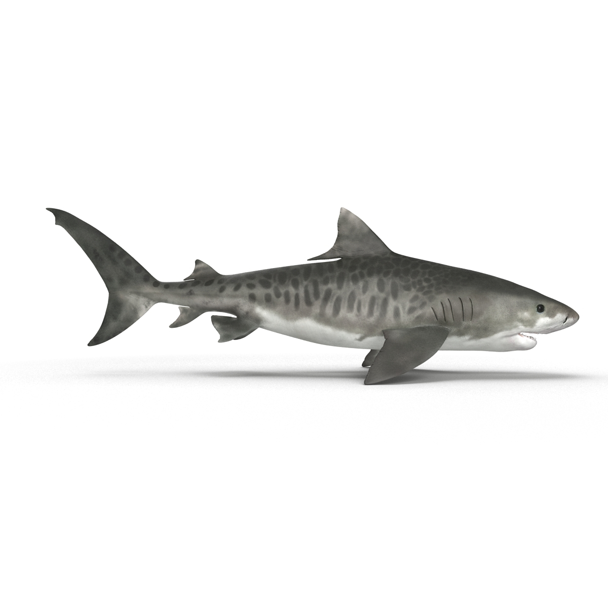 3d tiger shark