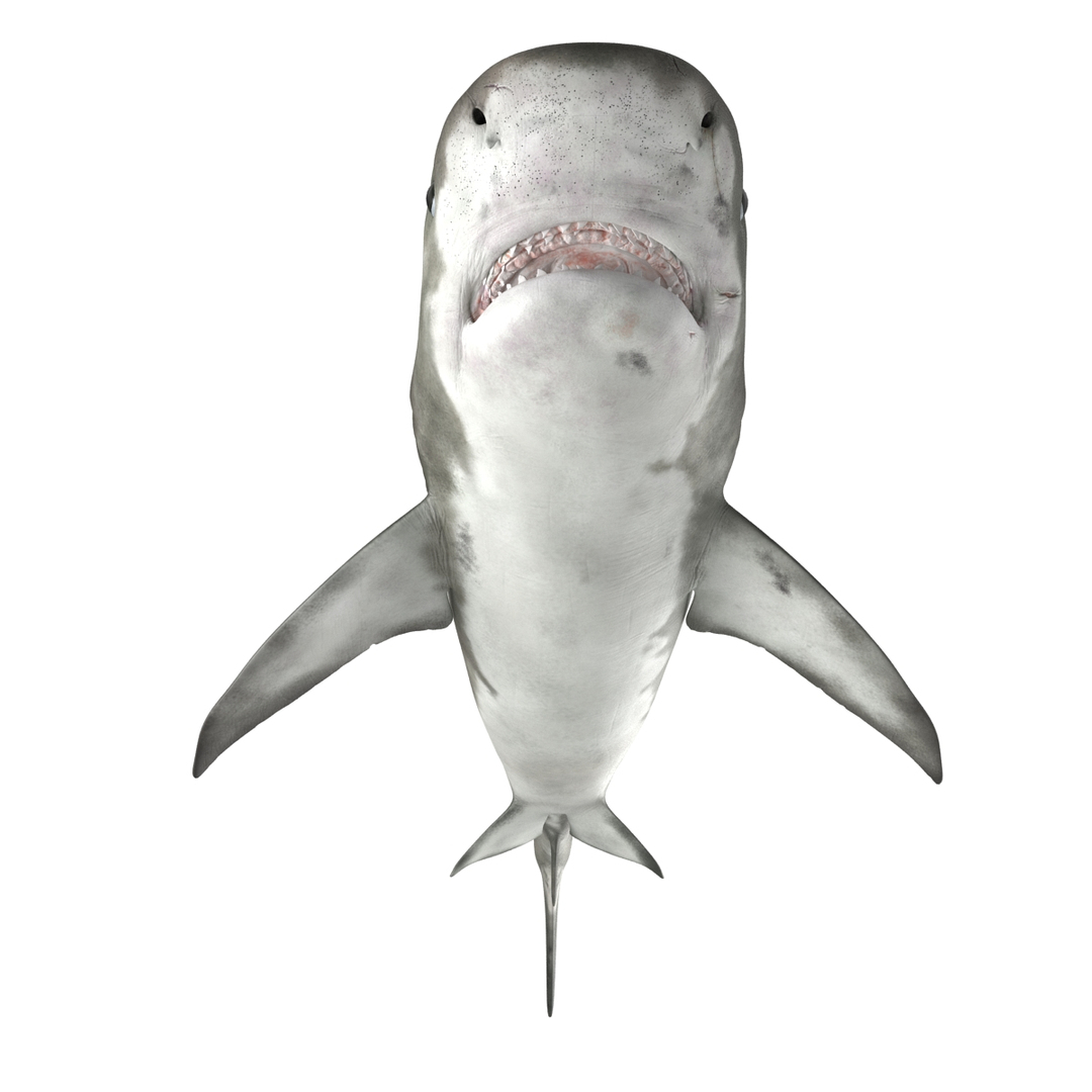 3d tiger shark