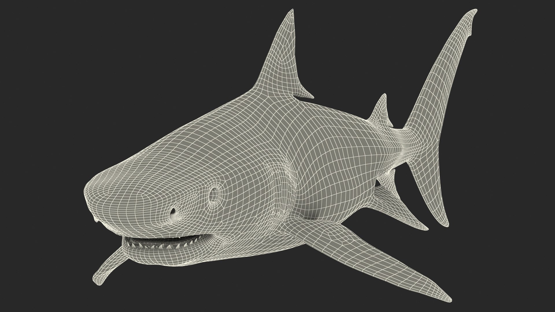 3d tiger shark
