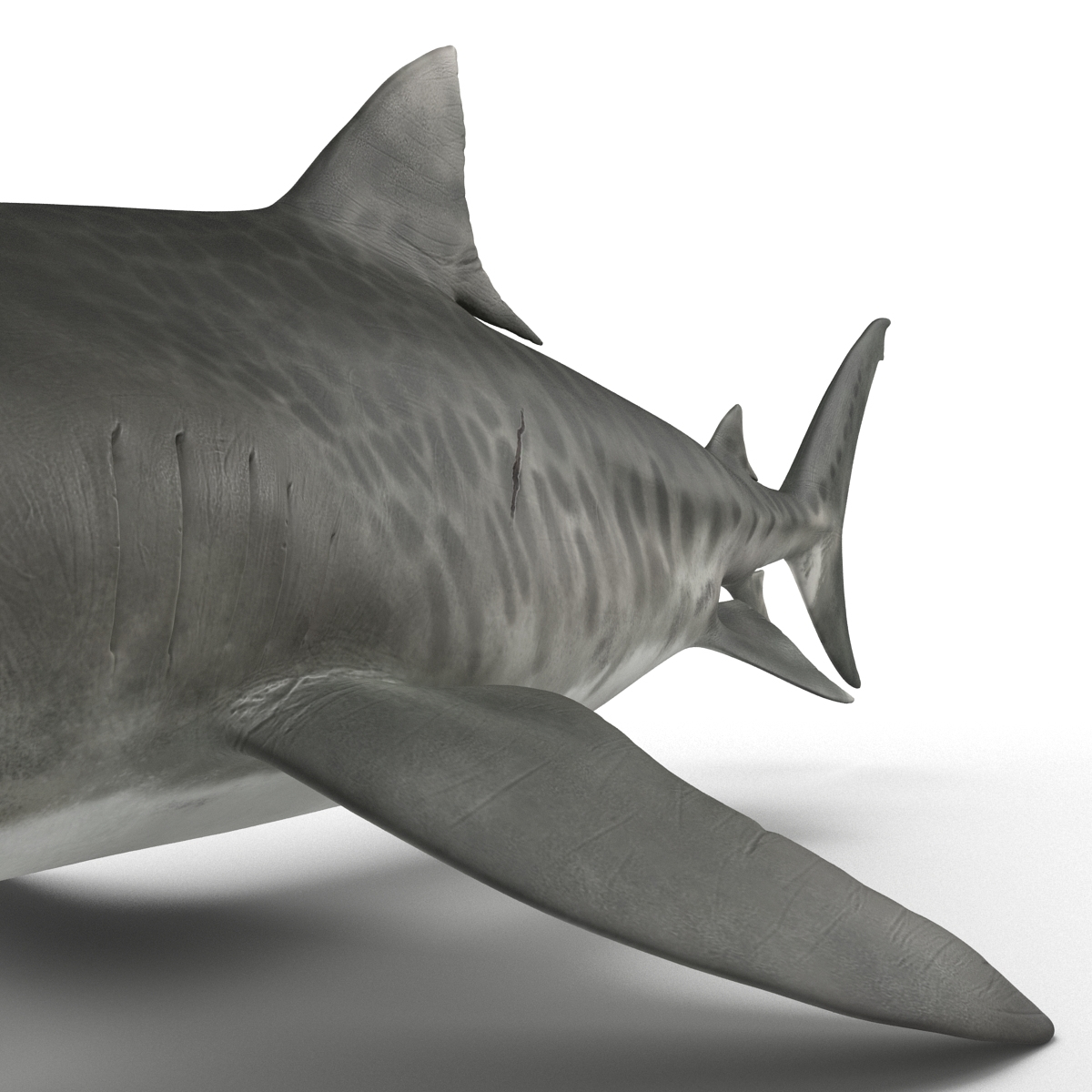 3d tiger shark