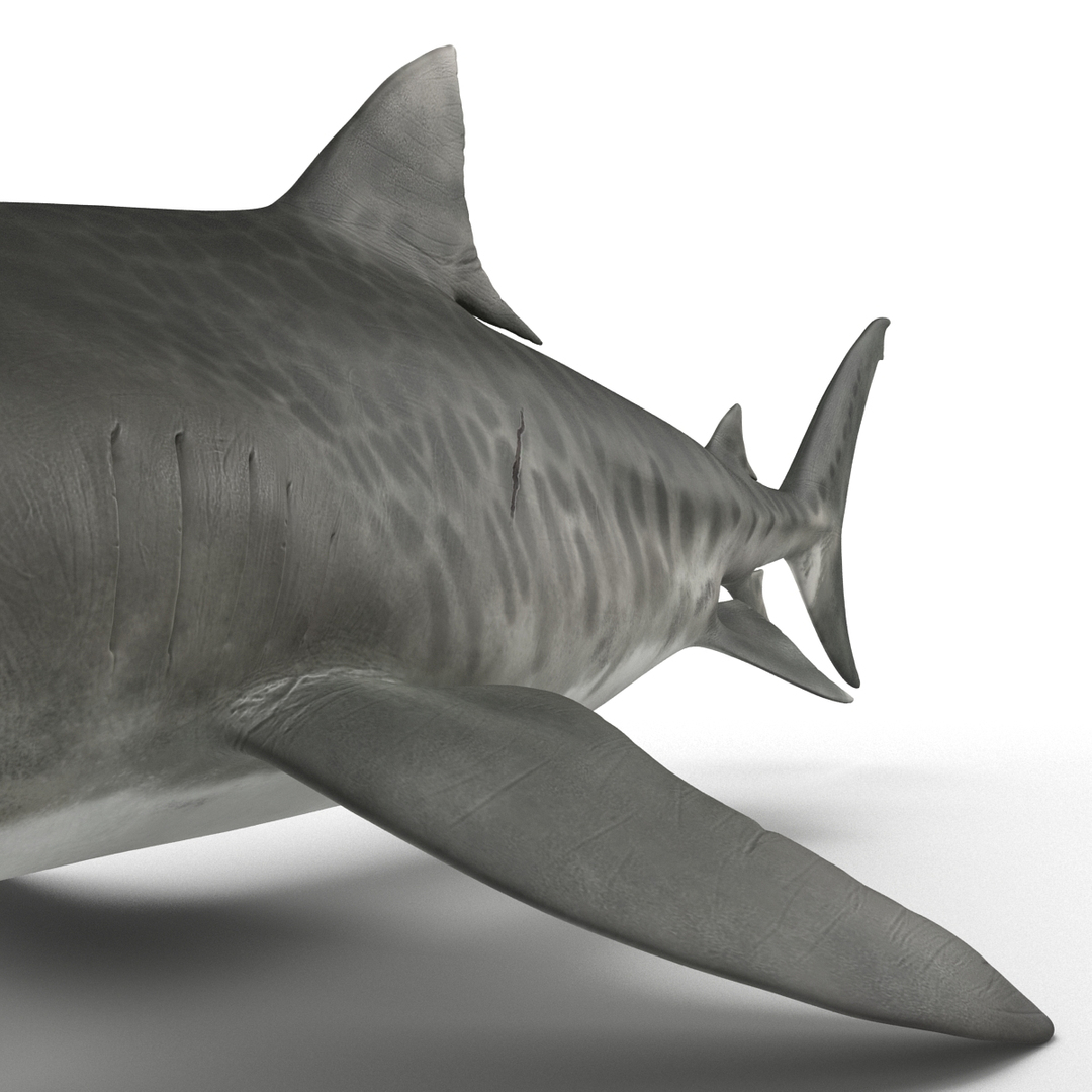 3d tiger shark