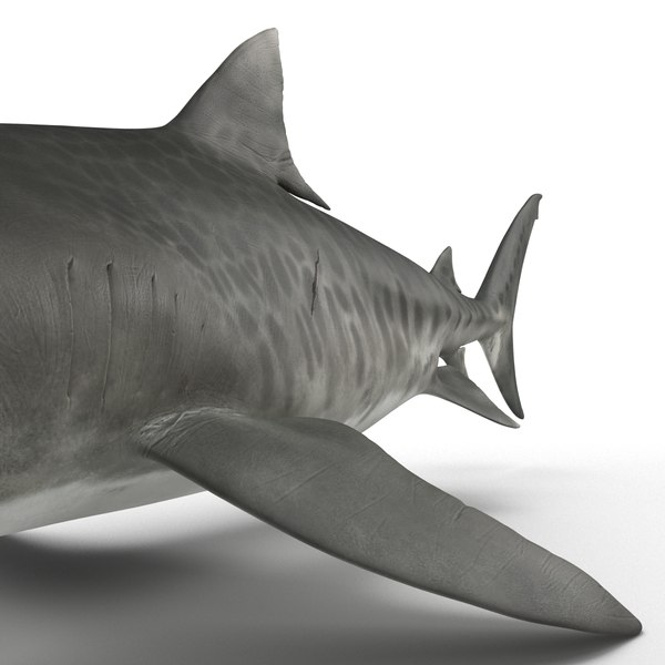 3d tiger shark